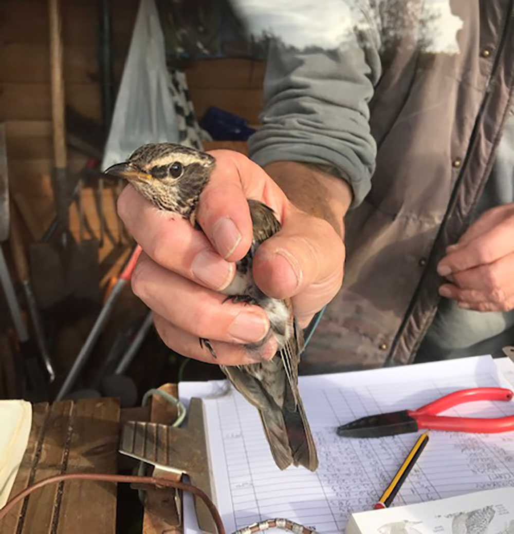 Rarity finders: Dusky Thrush in Lothian - BirdGuides