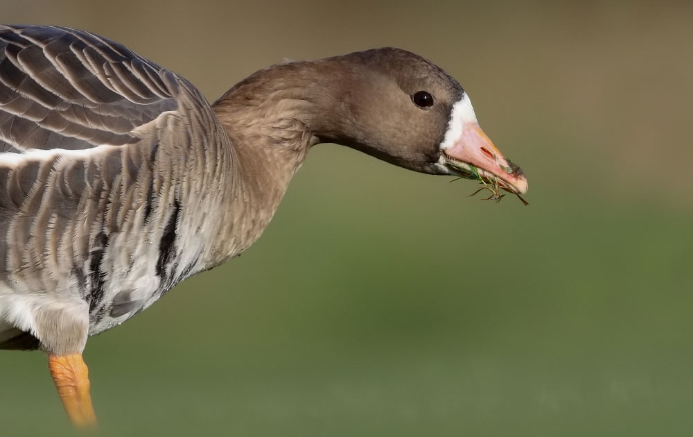 Greater and Lesser White-fronted Geese photo ID guide - BirdGuides