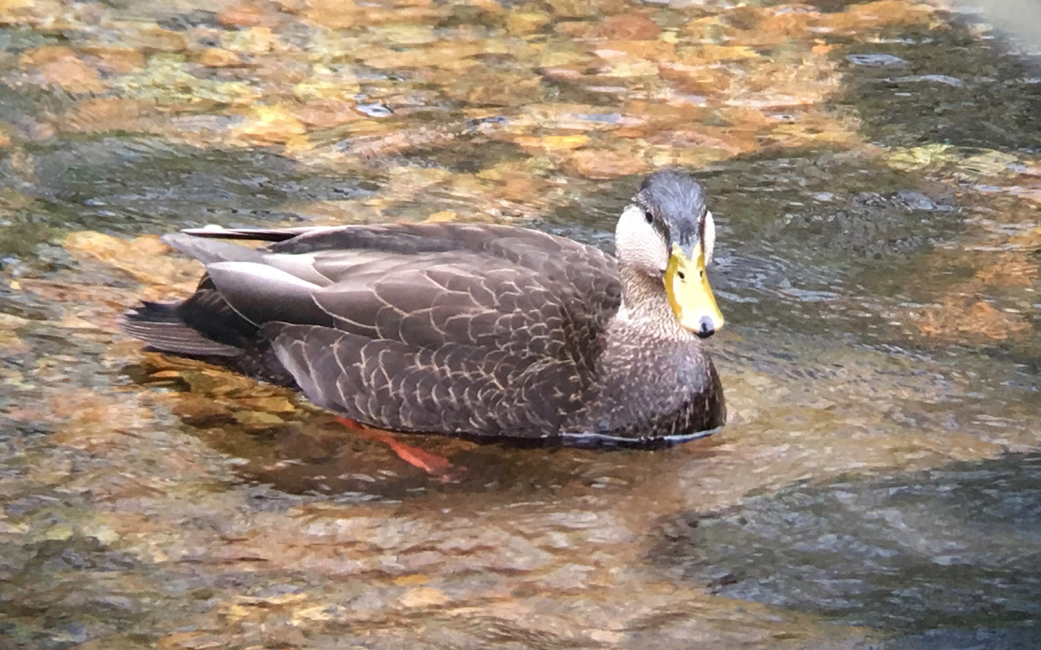 American Black Duck: a long-distance love affair - BirdGuides