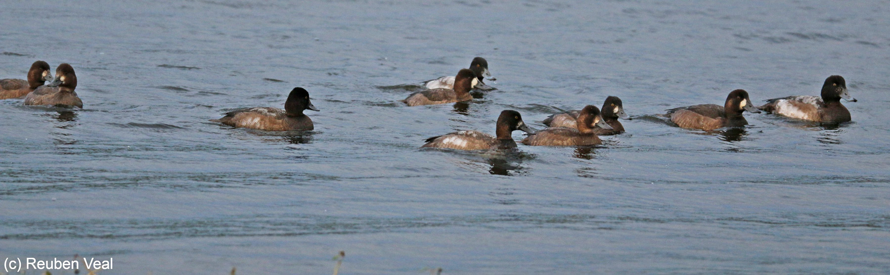 Rarity finders: record-breaking Lesser Scaup flock in Cornwall - BirdGuides
