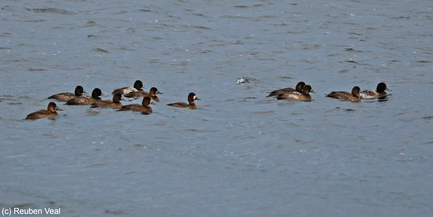 Rarity finders: record-breaking Lesser Scaup flock in Cornwall - BirdGuides