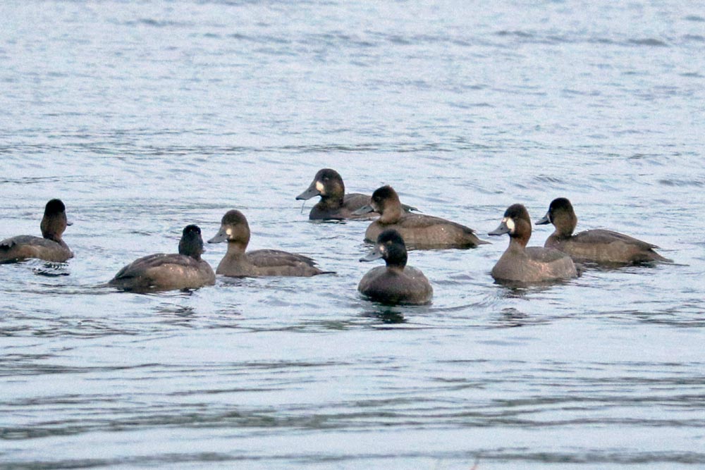 Rarity finders: record-breaking Lesser Scaup flock in Cornwall - BirdGuides