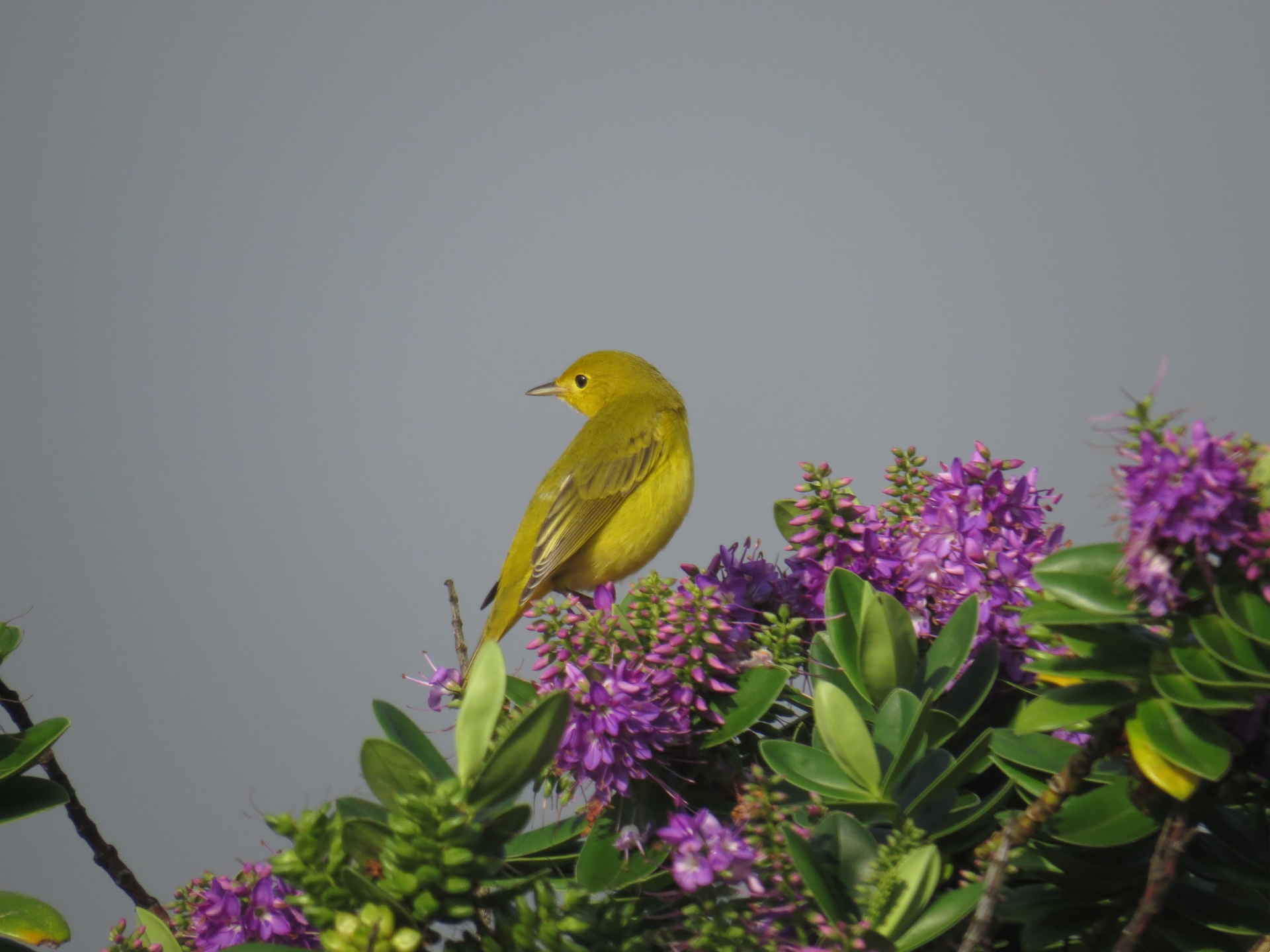 Rarity finders: American Yellow Warbler in Shetland - BirdGuides