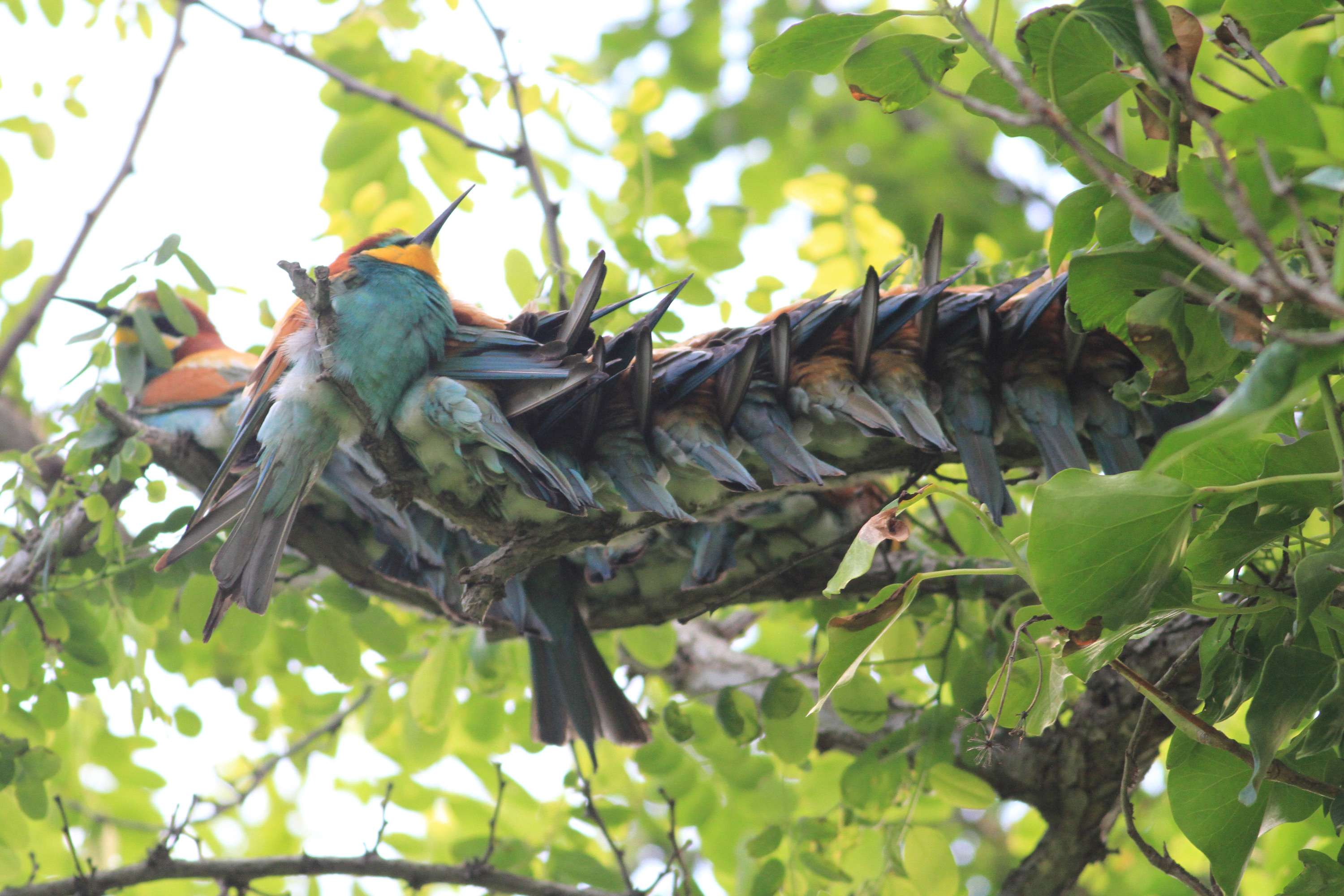 An extraordinary congregation of bee-eaters - BirdGuides