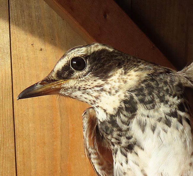 Rarity finders: Dusky Thrush in Lothian - BirdGuides