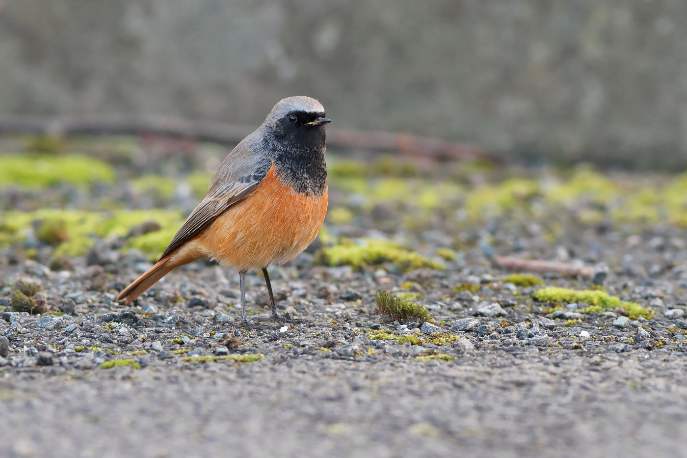 Focus on: Black Redstart - BirdGuides