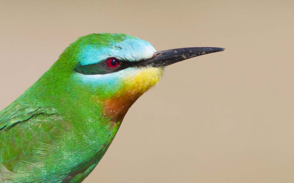 Azerbaijan: land of fire and ice - BirdGuides