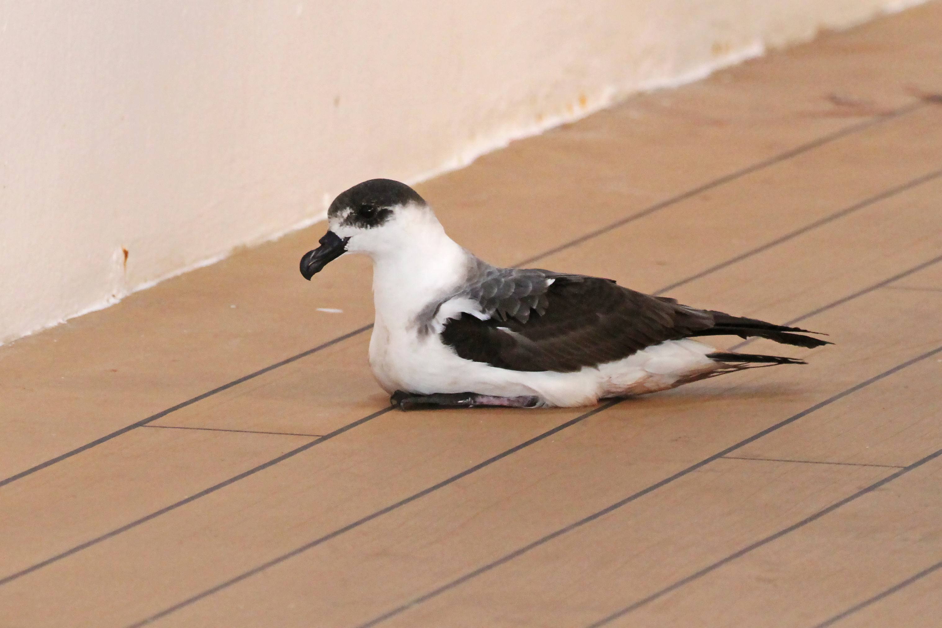 Rarity finders: Black-capped Petrel in the Canary Islands - BirdGuides