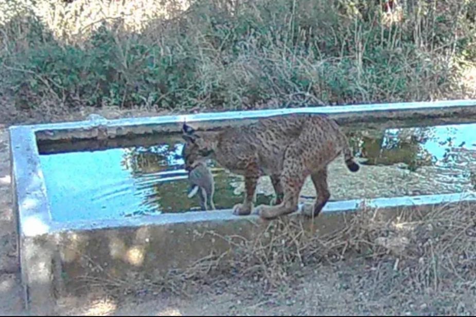 Iberian Lynx filmed soaking prey in unprecedented carnivore behaviour ...