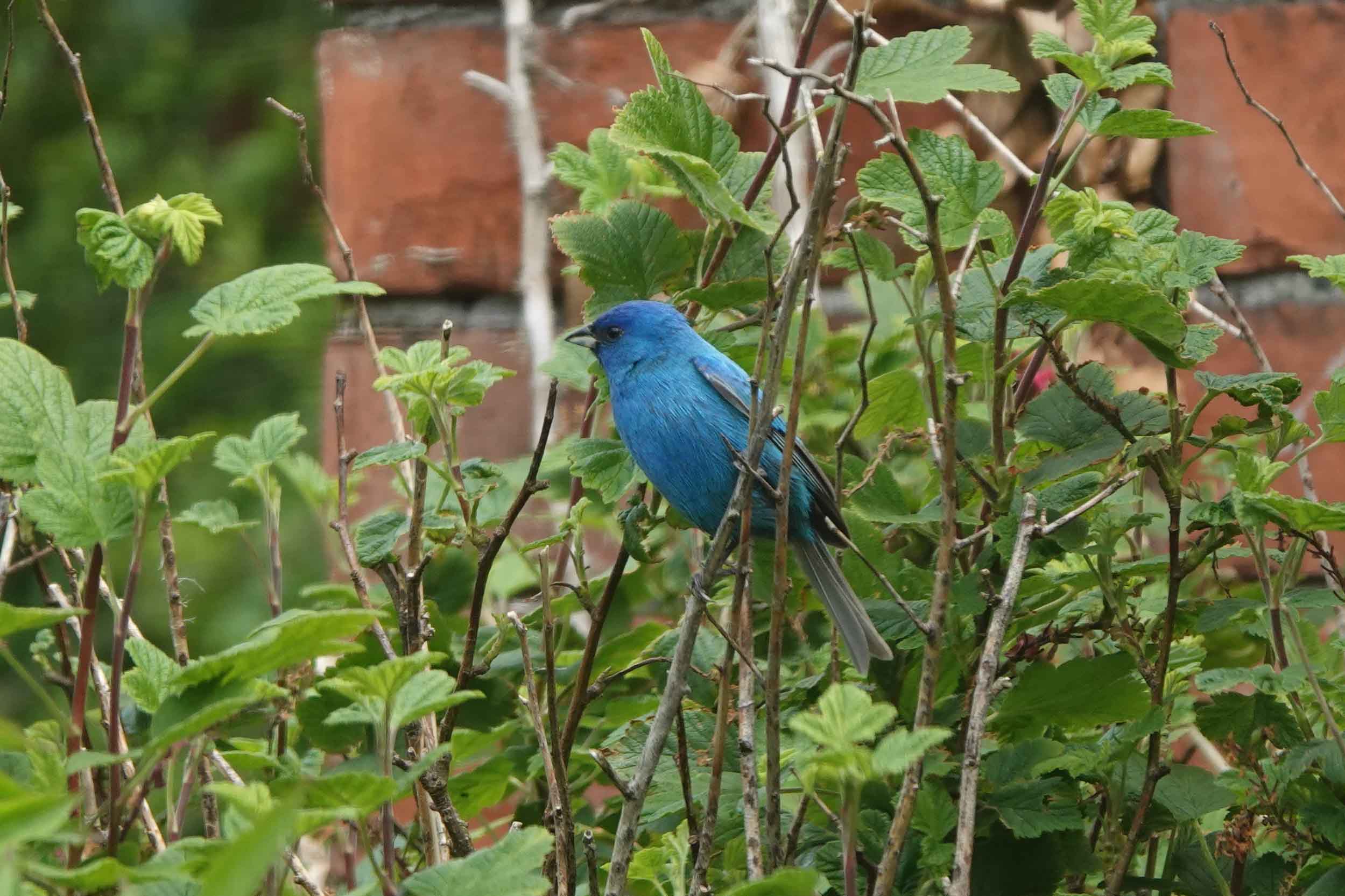 Rarity finders: Indigo Bunting in Co Durham - BirdGuides