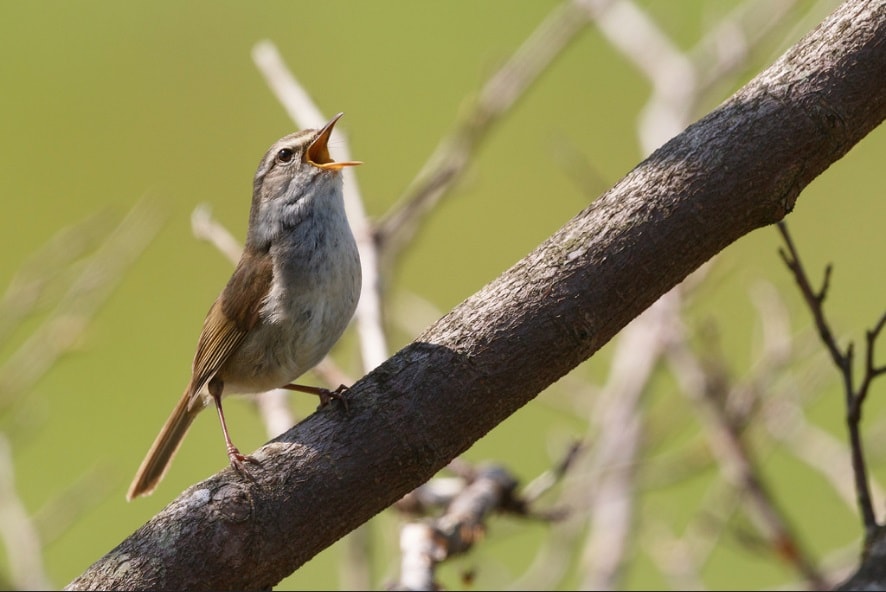 Rapid genetic changes seen in Hawaiian invasive bird species - BirdGuides