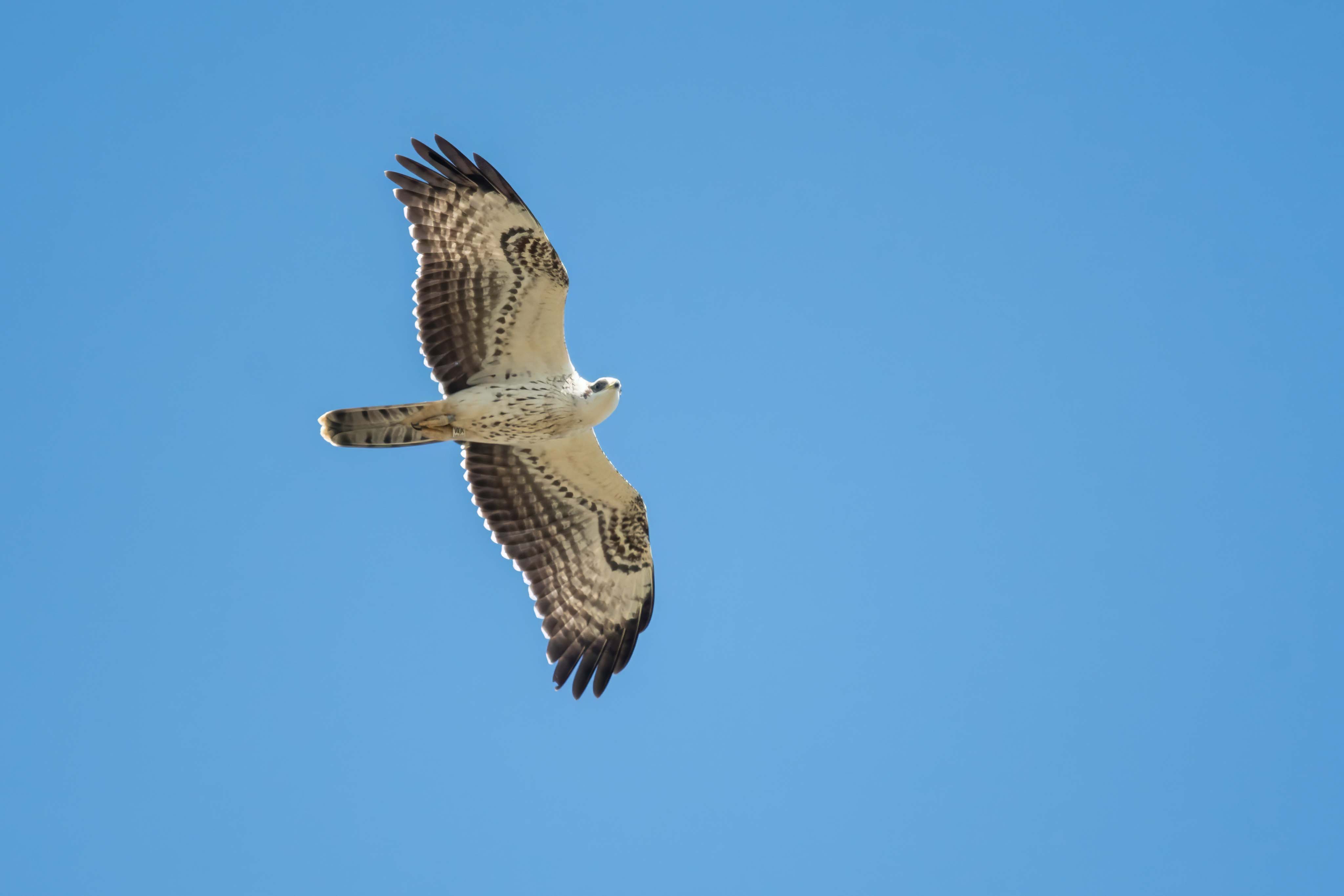 The 2024 European Honey Buzzard season in Sussex - BirdGuides