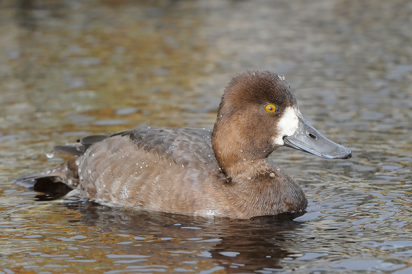 Tufted Duck, Greater Scaup and Lesser Scaup photo ID guide - BirdGuides