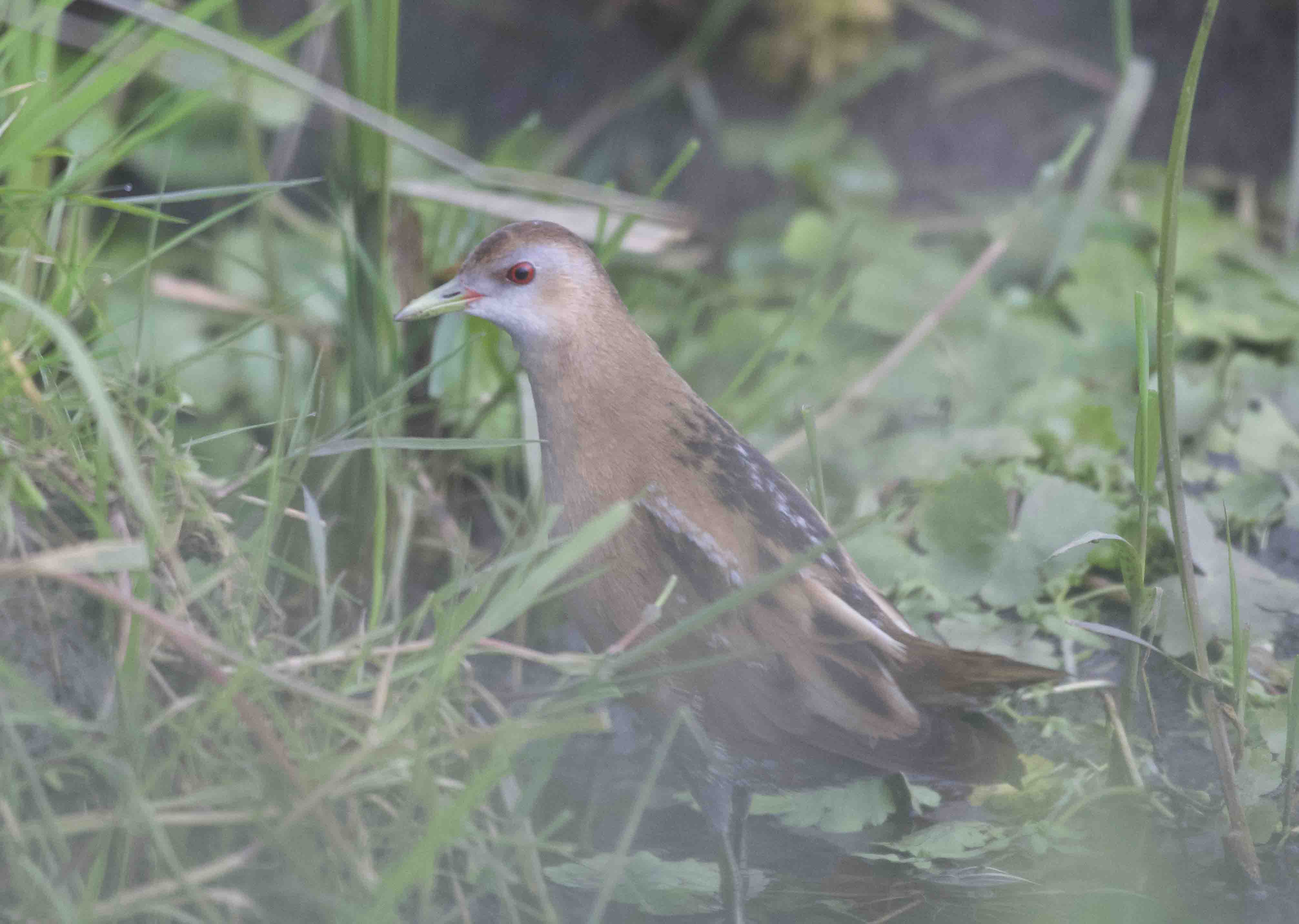 Rarity finders: Little Crake in Surrey - BirdGuides