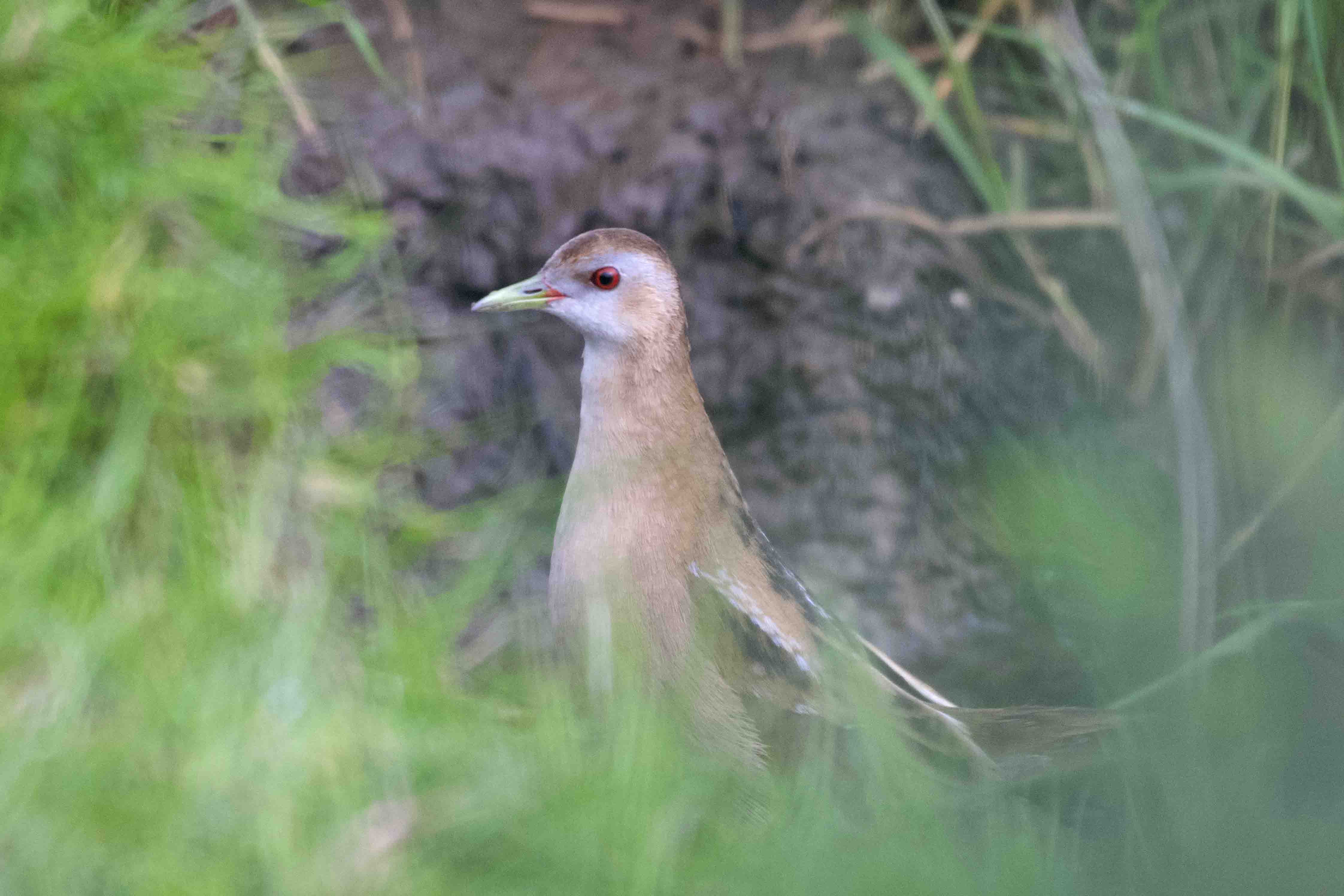 Rarity finders: Little Crake in Surrey - BirdGuides