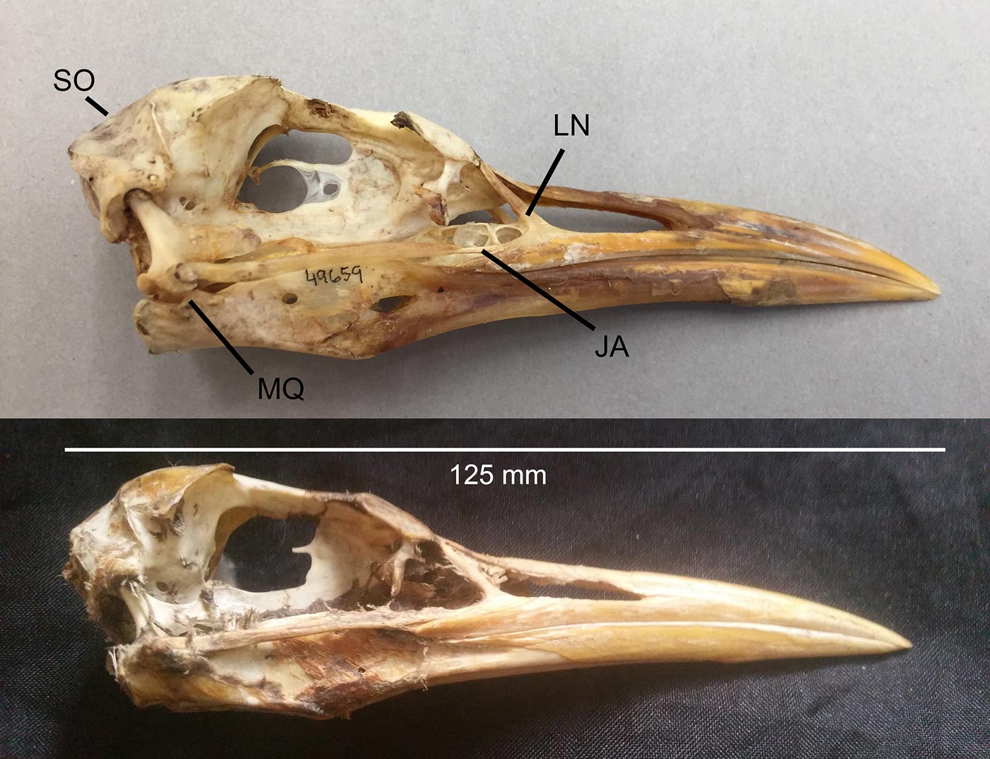 New study documents skull biometrics of West African Crested and Royal ...