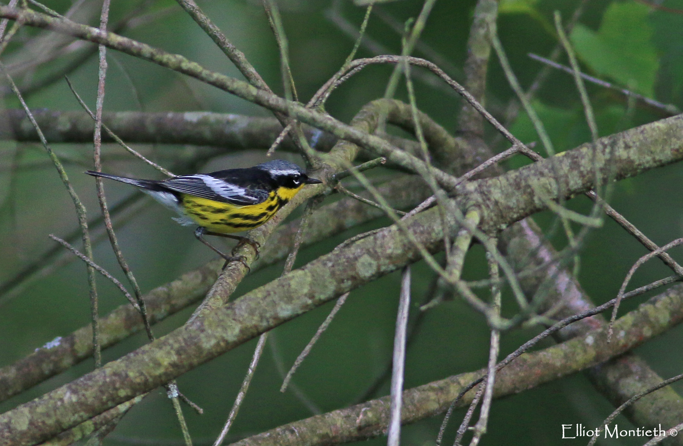 A trip to Cornell Lab of Ornithology - BirdGuides
