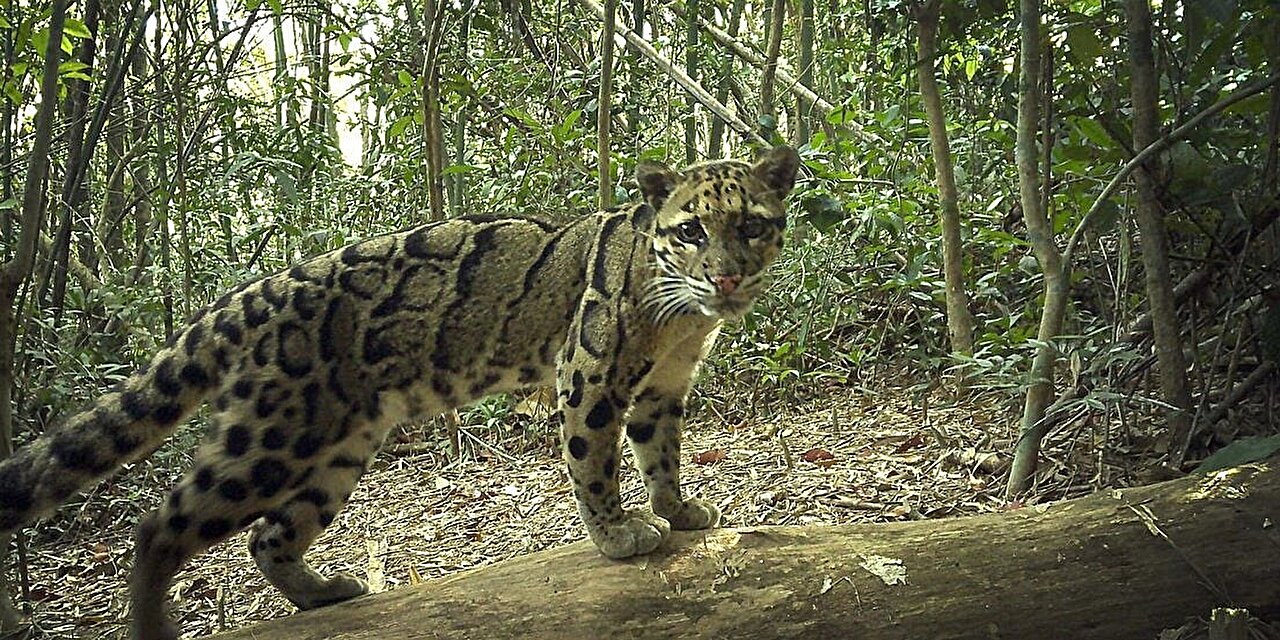 Incredible camera-trap study reveals elusive wildlife of Annamite ...