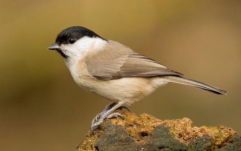 Marsh Tit mysteries - BirdGuides