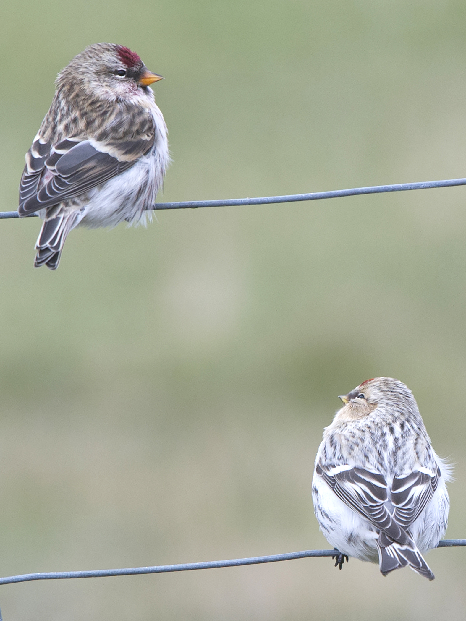 David Campbell: exit polls - BirdGuides