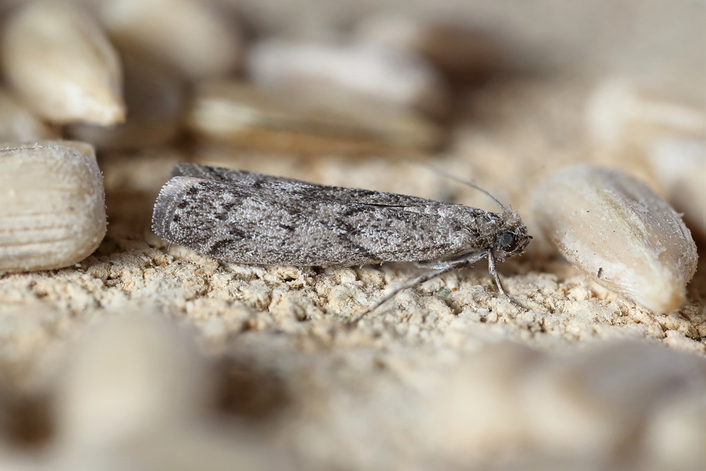 An introduction to garden mothing in 2020 - BirdGuides