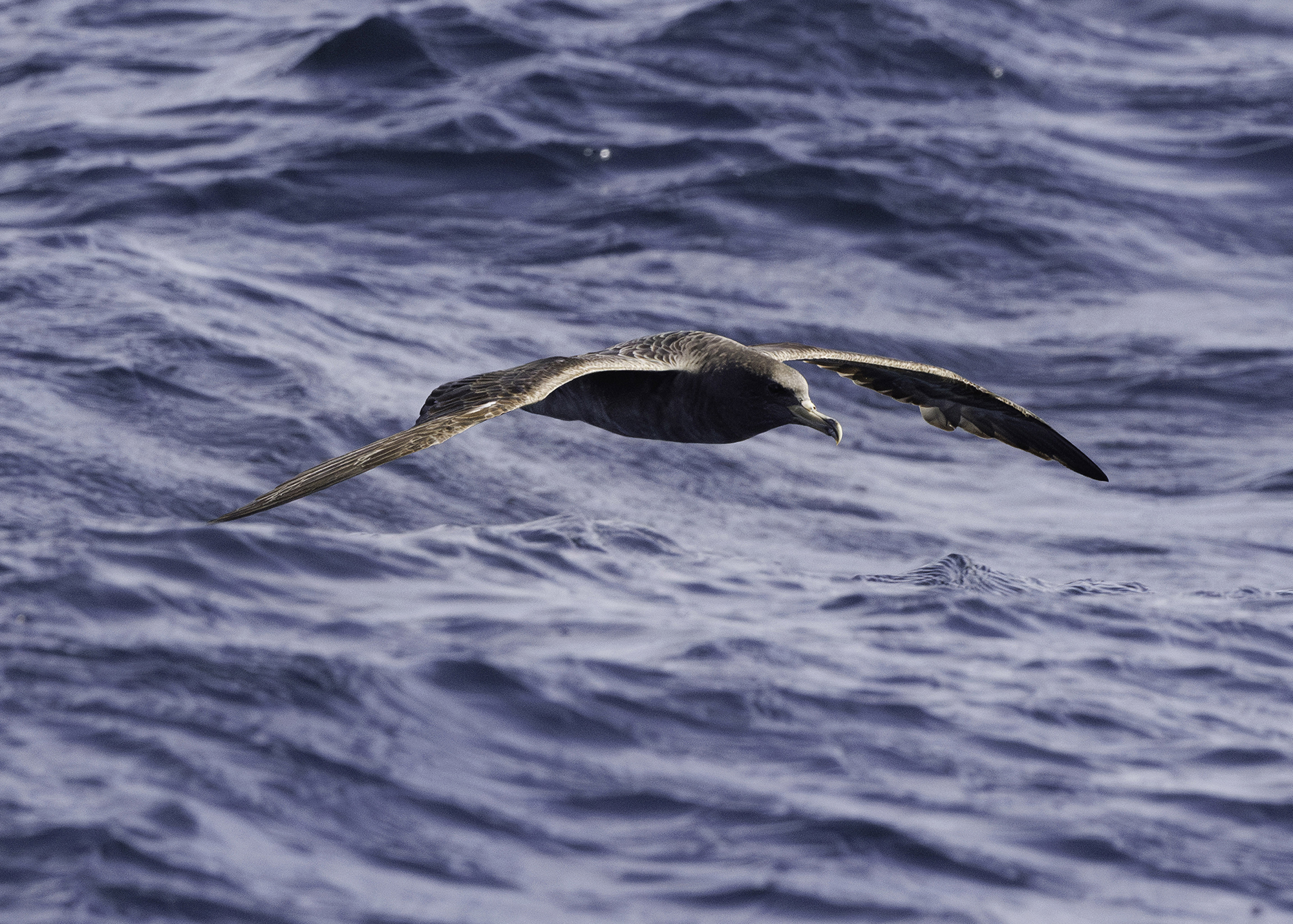 Melanistic Cory's Shearwater photographed off Scilly - BirdGuides