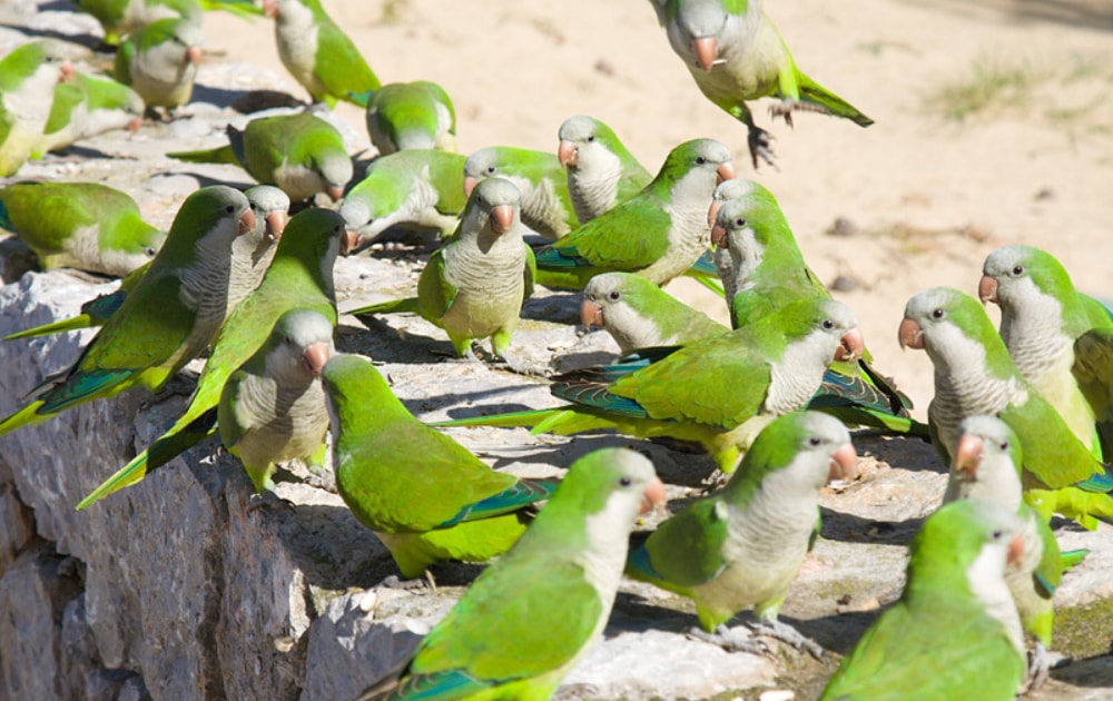 The parakeets of Barcelona - BirdGuides