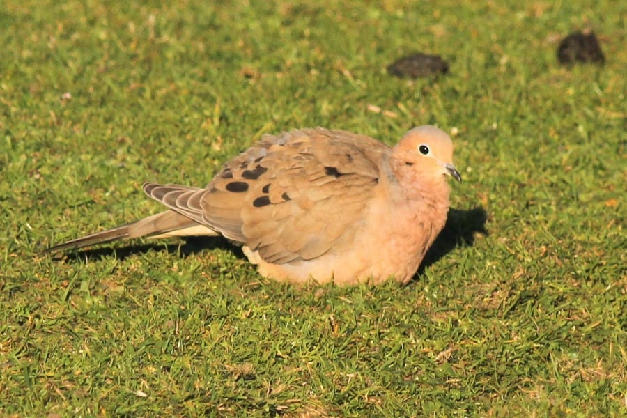 Mourning Dove on North Ronaldsay - BirdGuides
