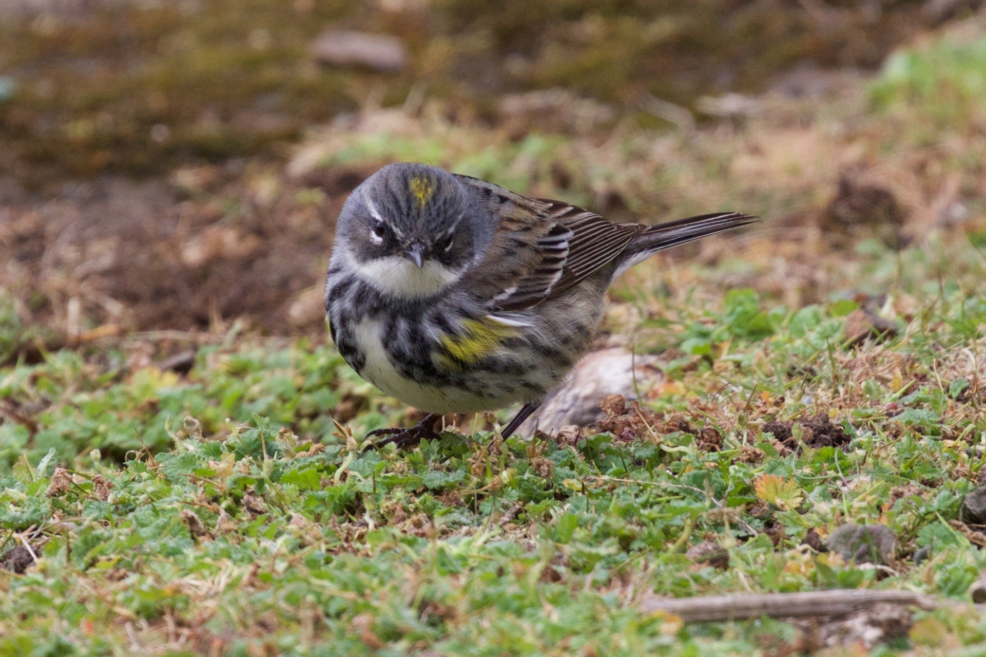 Rarity finders: Myrtle Warbler in Pembrokeshire - BirdGuides