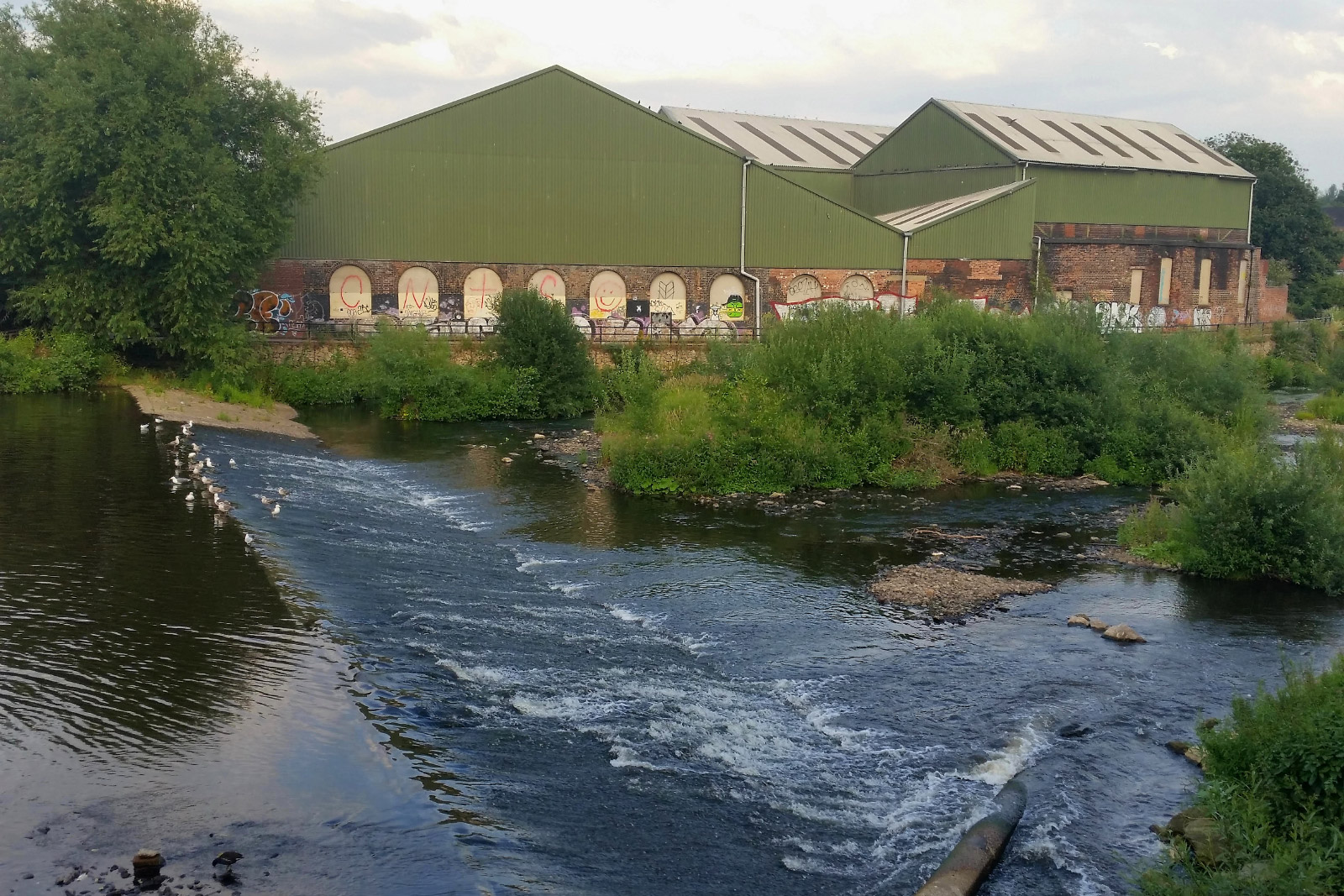 Rarity finders: Audouin's Gull in Sheffield - BirdGuides