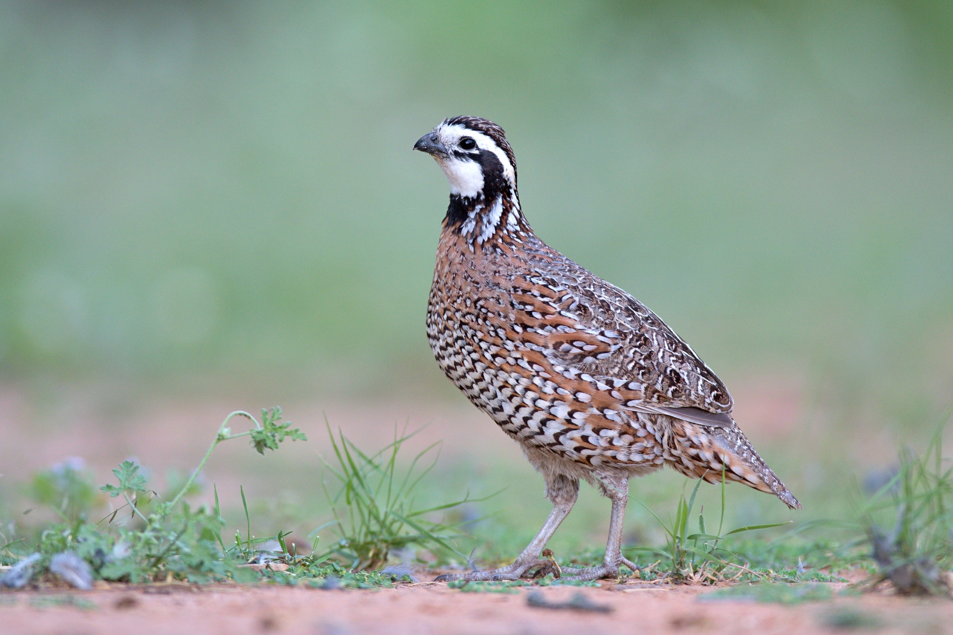 Northern Bobwhite Audubon Celebrates More Than 40,000 Acres Of New