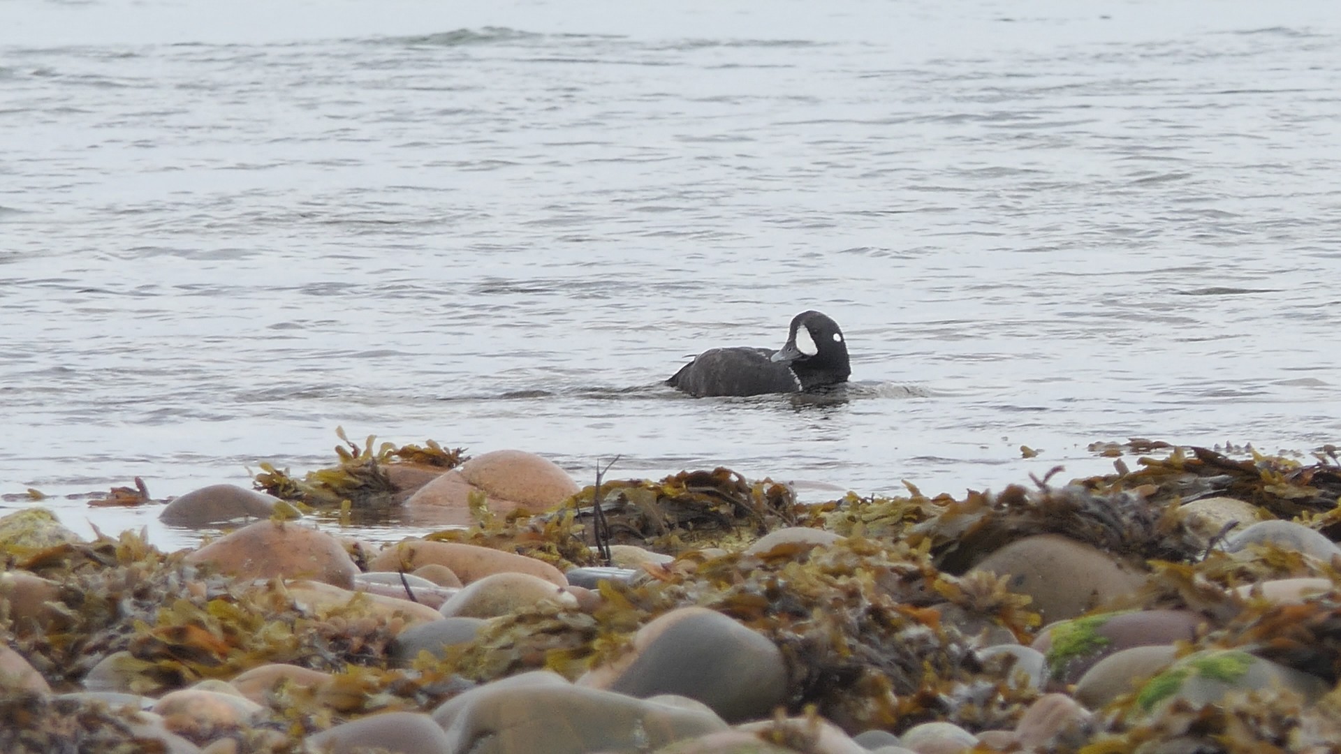 Rarity finders: Harlequin Duck in Highland - BirdGuides