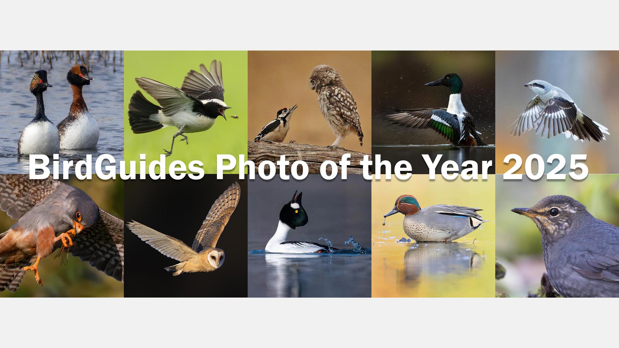 BirdGuides Photo of the Year 2025 - BirdGuides