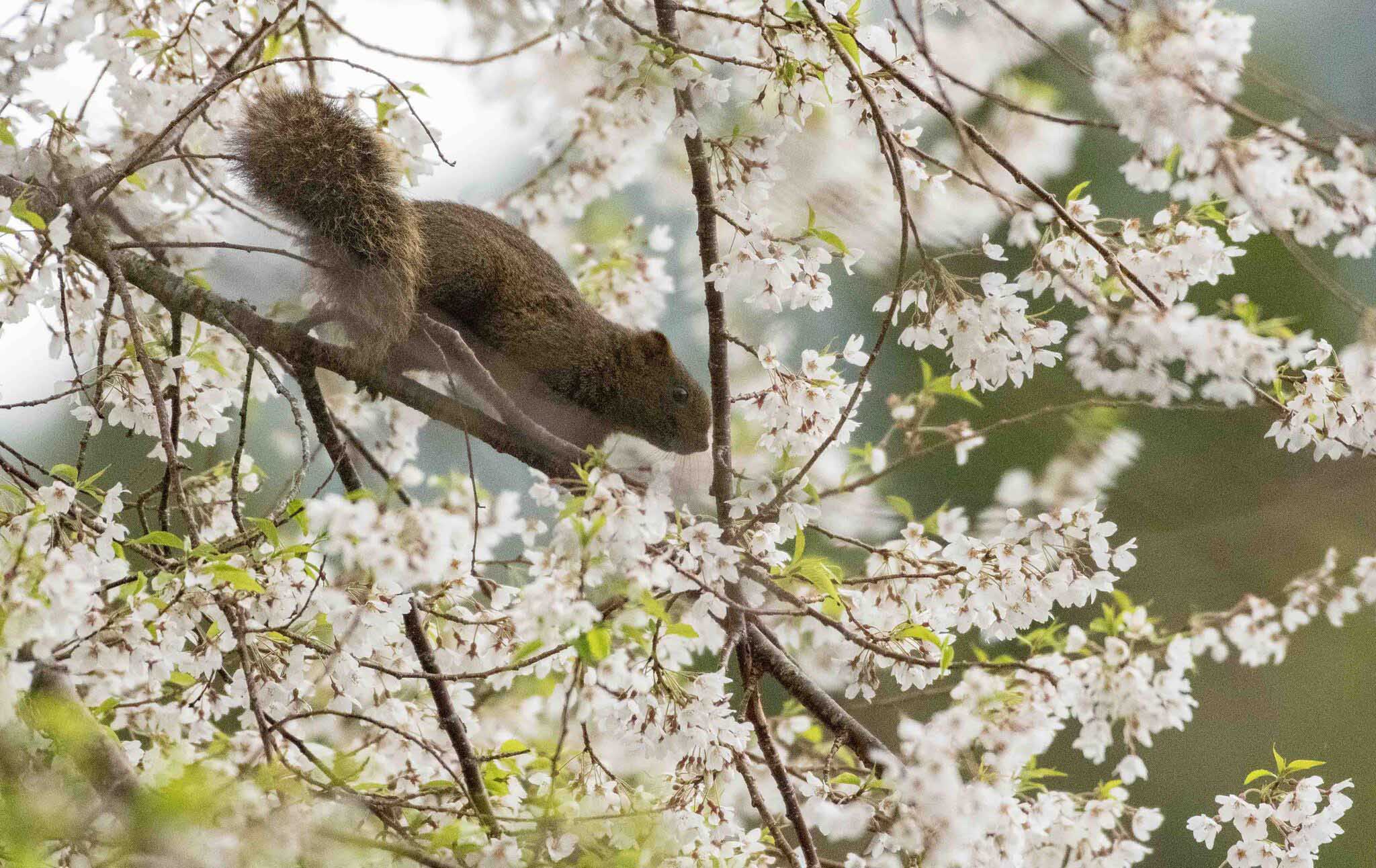 The mammals of Taiwan - BirdGuides
