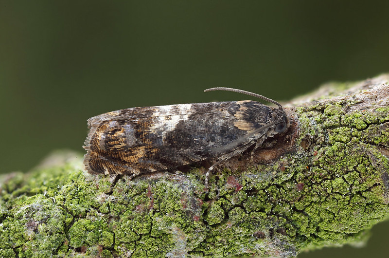 Searching for day-flying moths - BirdGuides