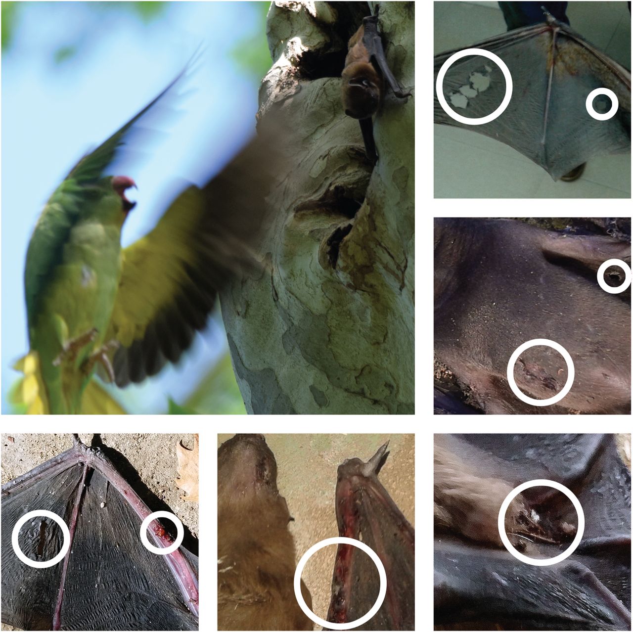 Parakeets oust bats from nest holes - BirdGuides