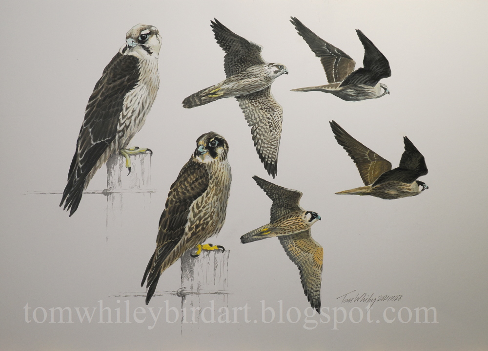 An apparent Arctic Peregrine in Norfolk - BirdGuides