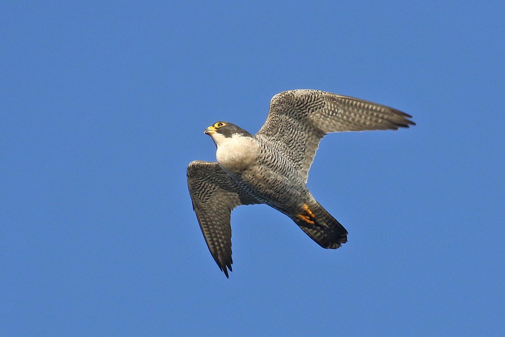 Dominic Mitchell: Unnatural England - BirdGuides