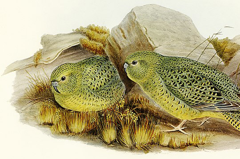 First Night Parrot genome sequenced - BirdGuides