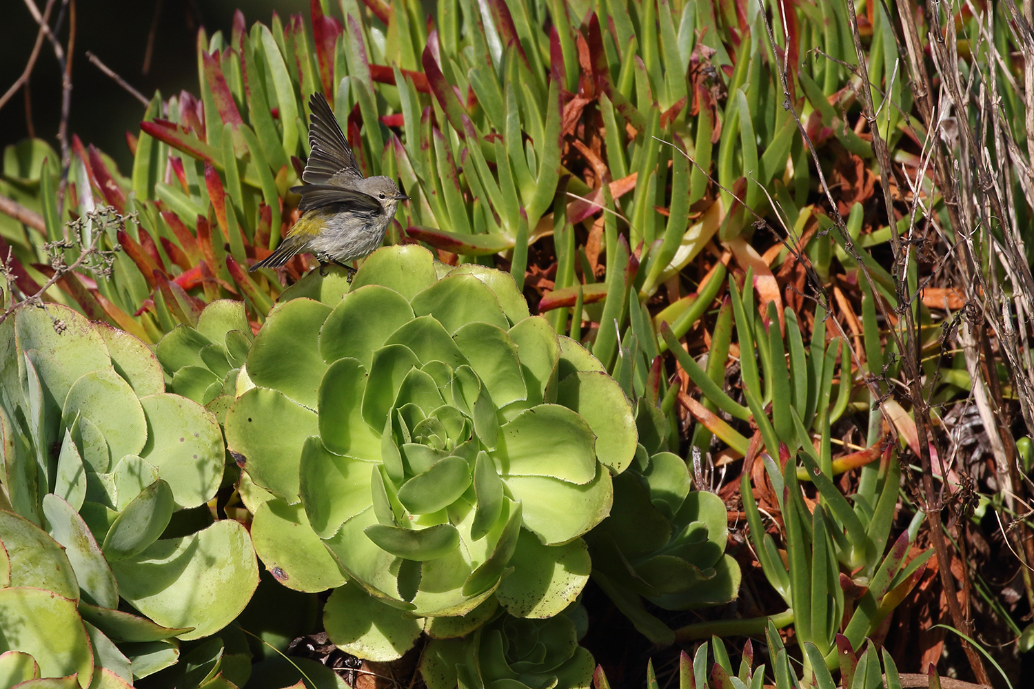 Rarity finders: Cape May Warbler in the Isles of Scilly - BirdGuides