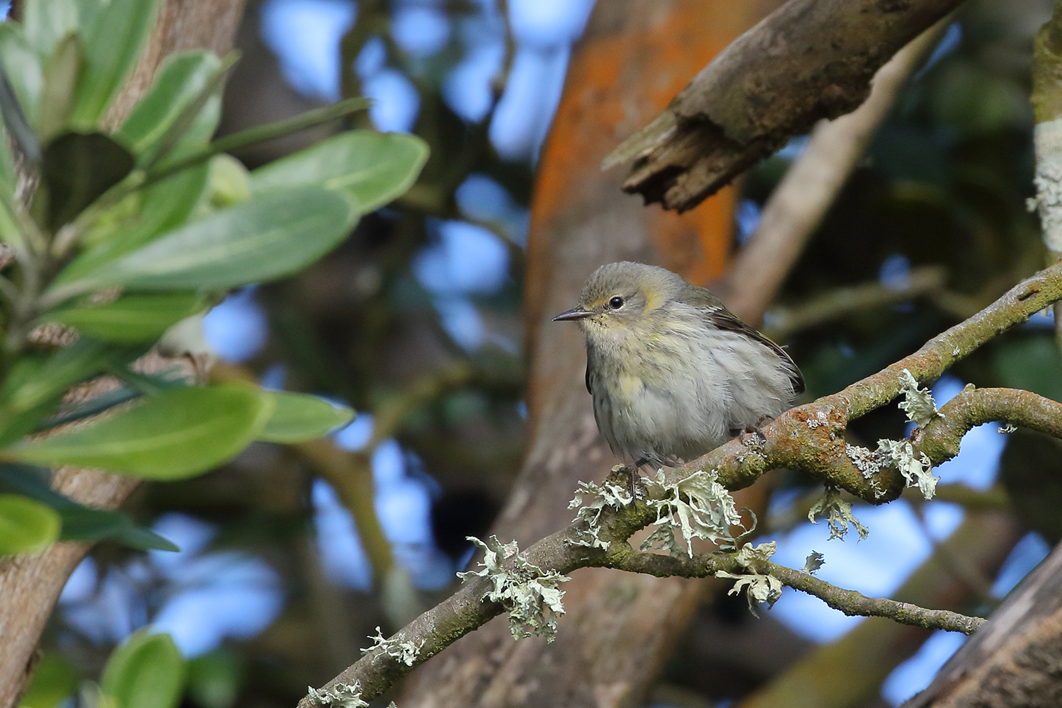Rarity finders: Cape May Warbler in the Isles of Scilly - BirdGuides