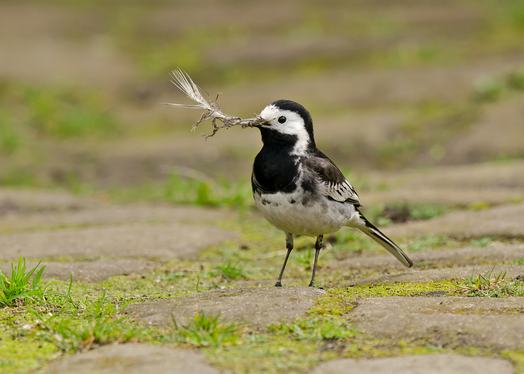 Birds' bill shapes dictate nest material use - BirdGuides