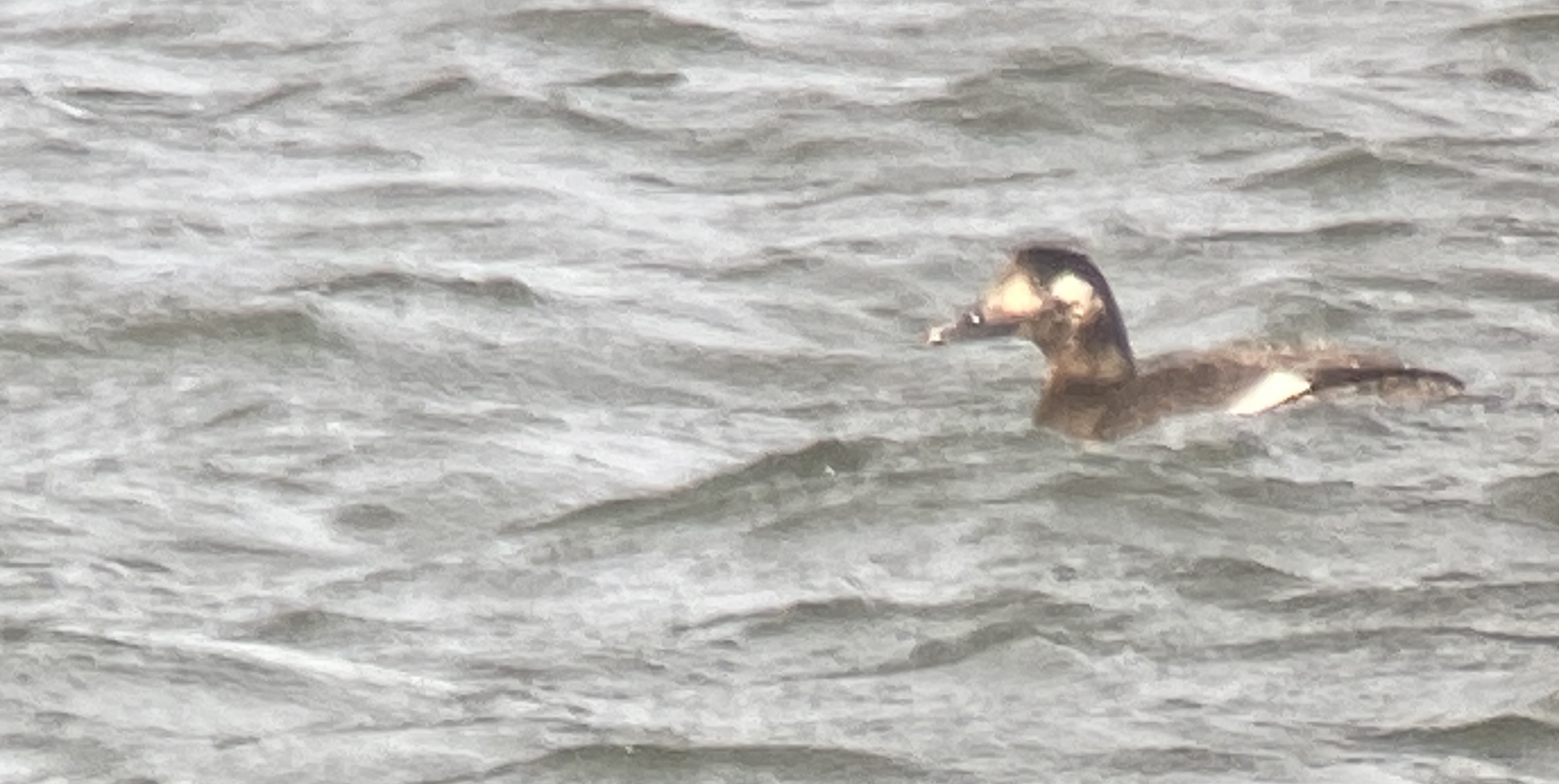 Rarity finders: White-winged Scoter in Co Mayo - BirdGuides