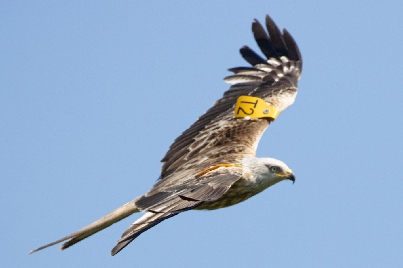 Red Kite breeds in Cornwall for first time in 170 years - BirdGuides