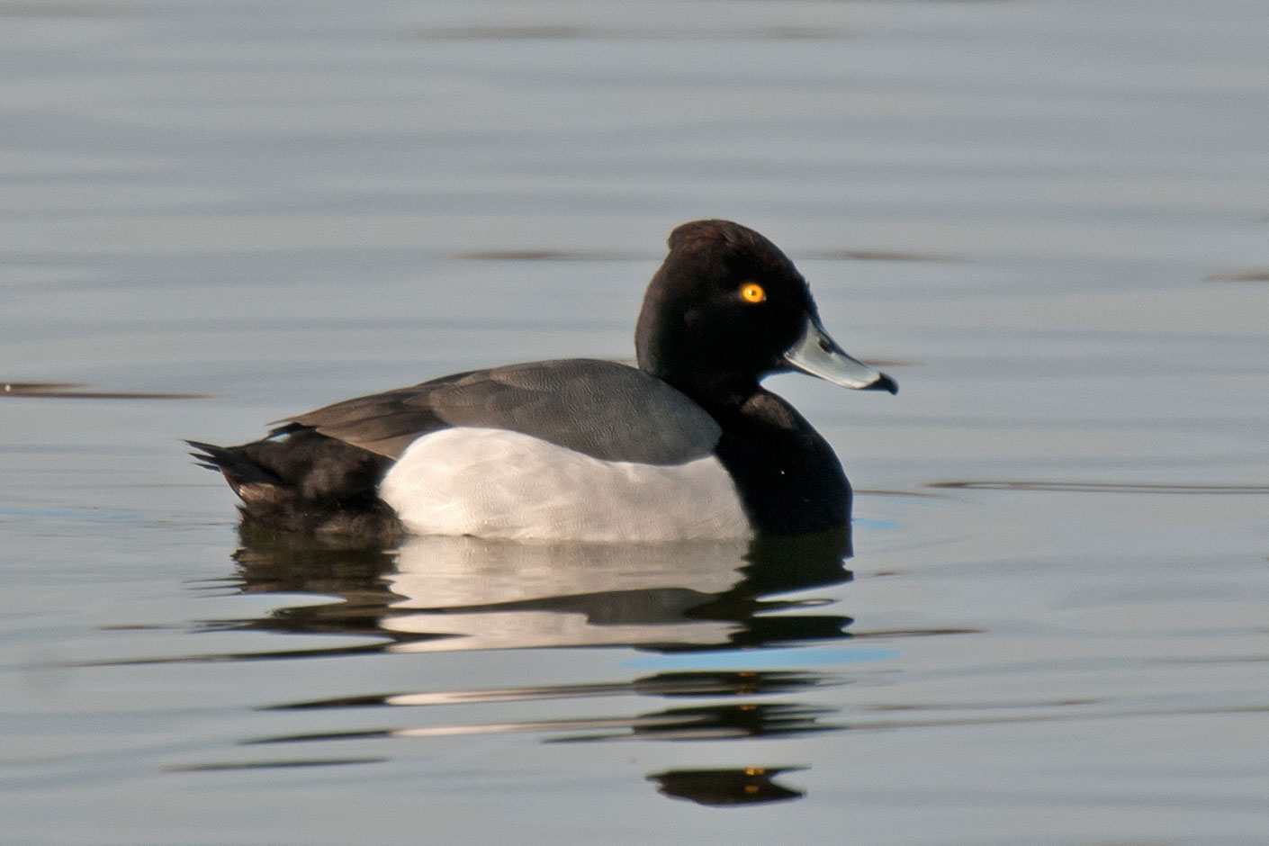 Tufted Duck, Greater Scaup and Lesser Scaup photo ID guide - BirdGuides