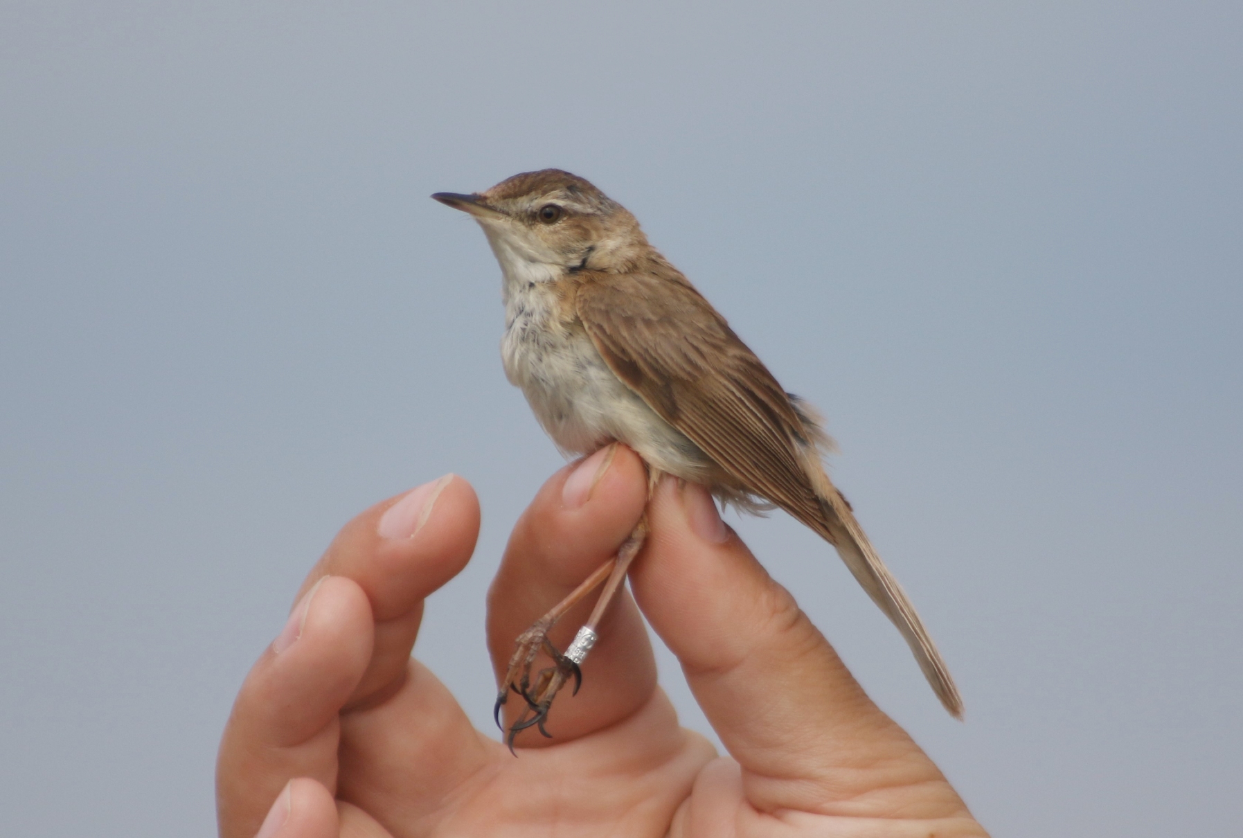 Spring 2023 at Skagen Bird Observatory - BirdGuides