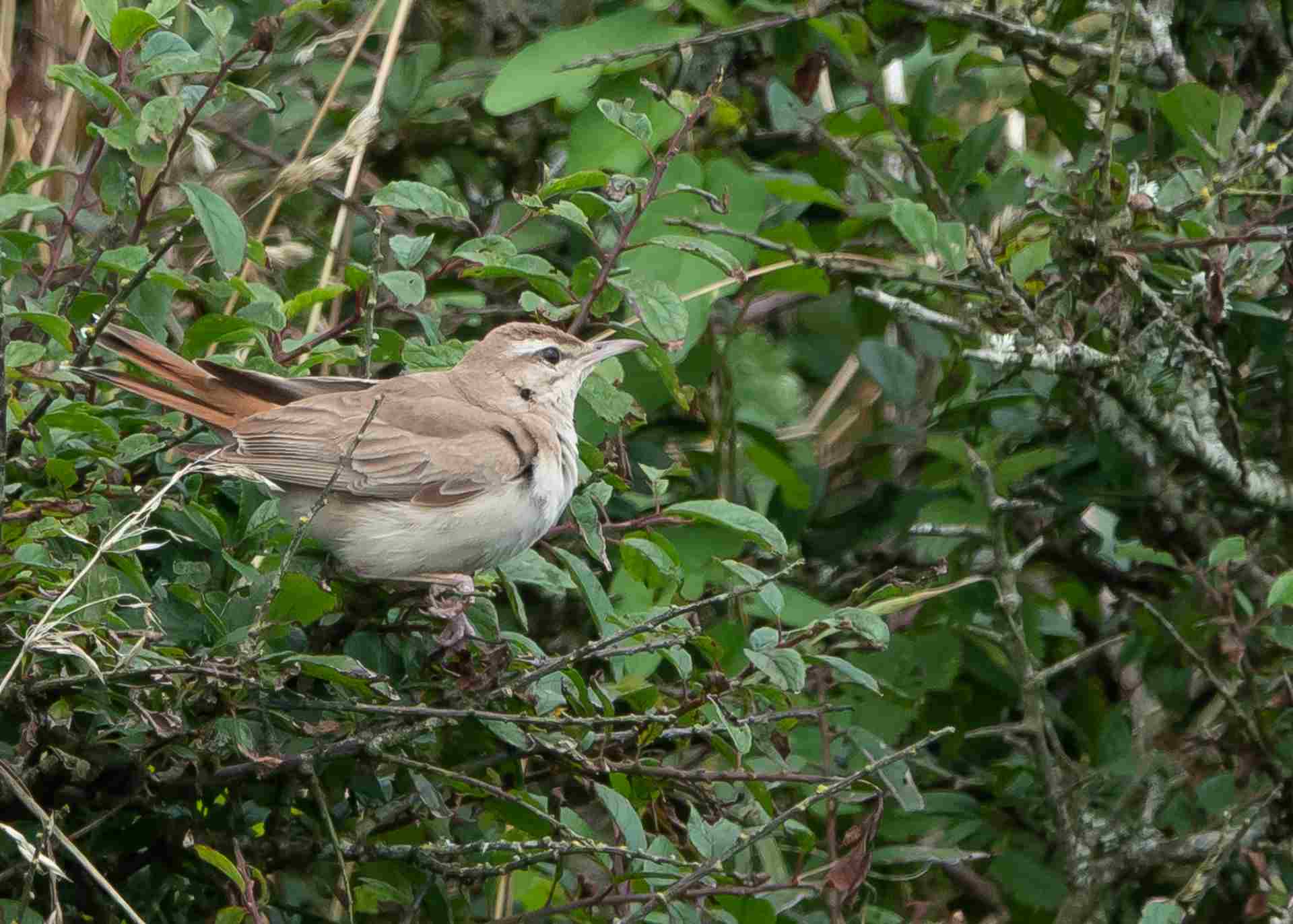 Rarity finders: Rufous-tailed Scrub Robin in Cornwall - BirdGuides