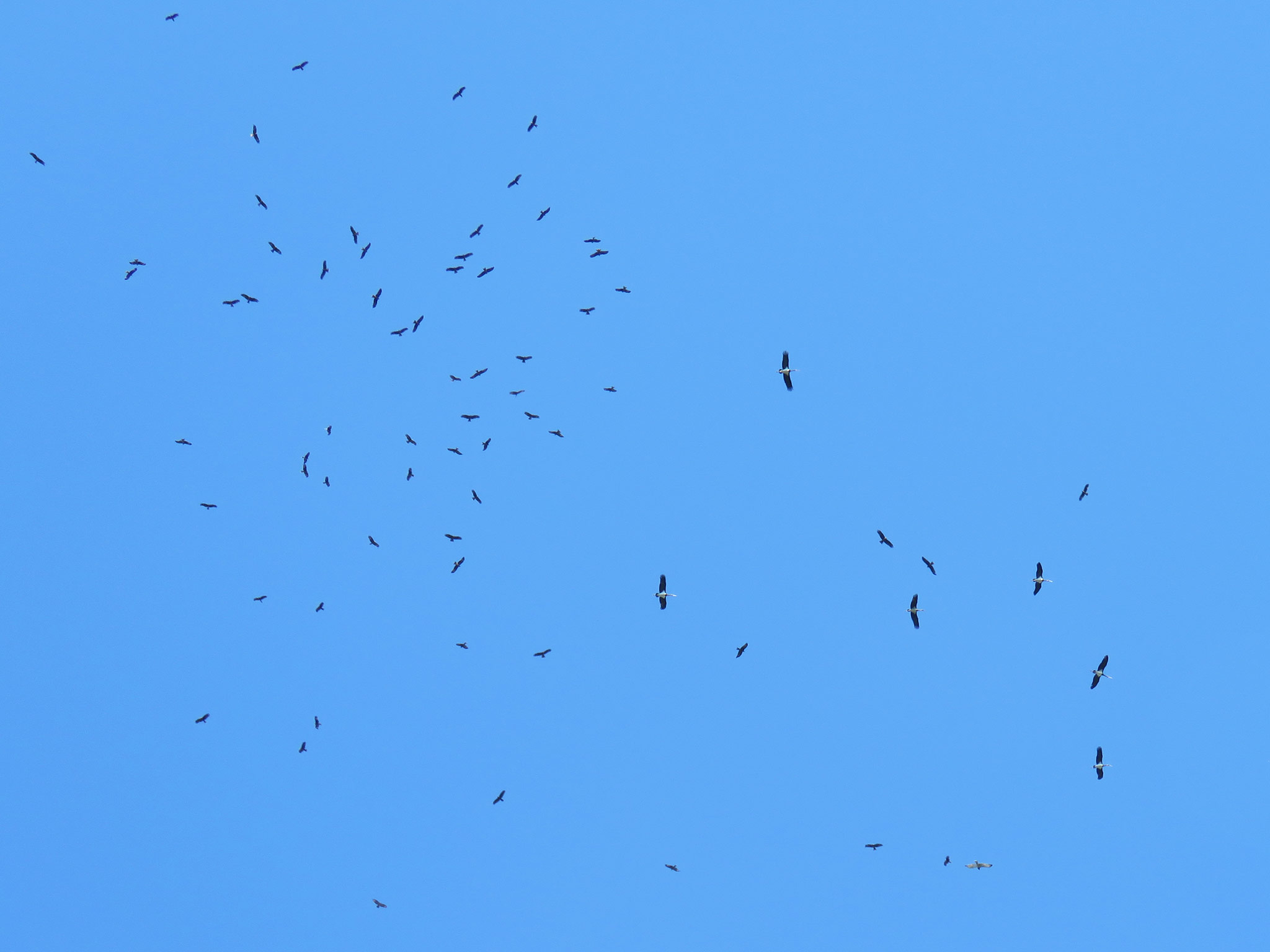 Georgia: raptor rapture - BirdGuides