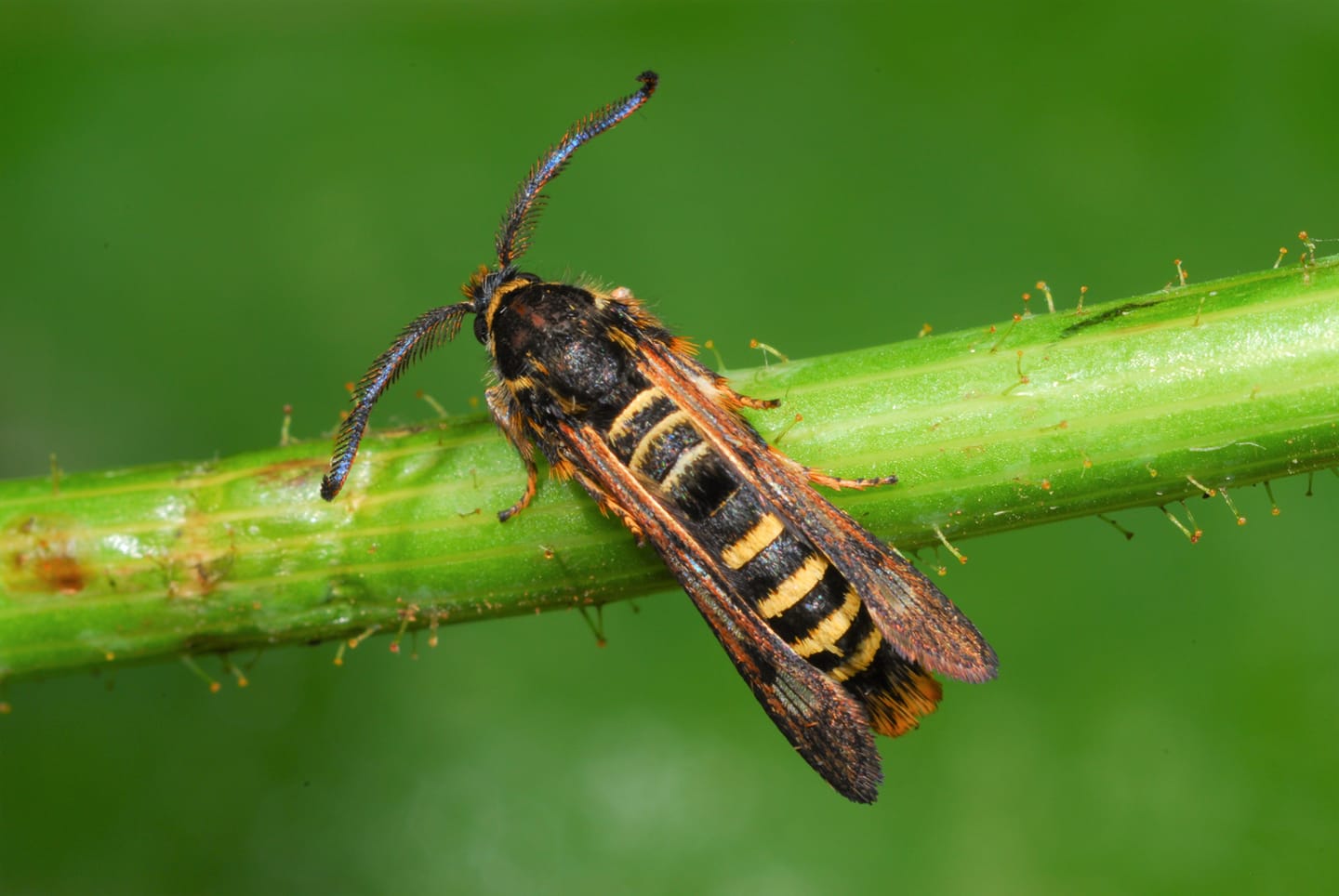 Moth and butterfly news: July 2021 - BirdGuides