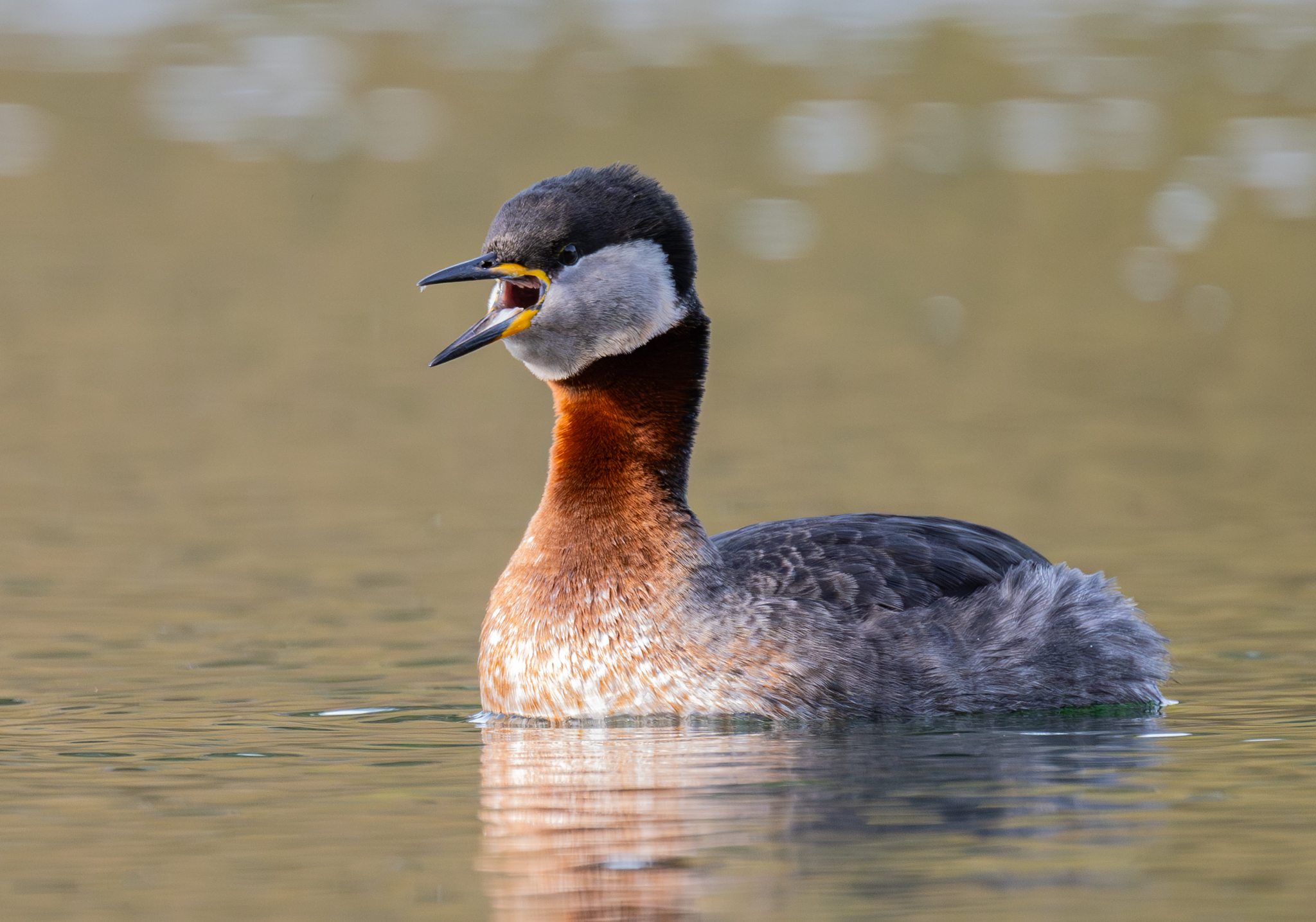 Photo of the Week: 18-23 March 2024 - BirdGuides